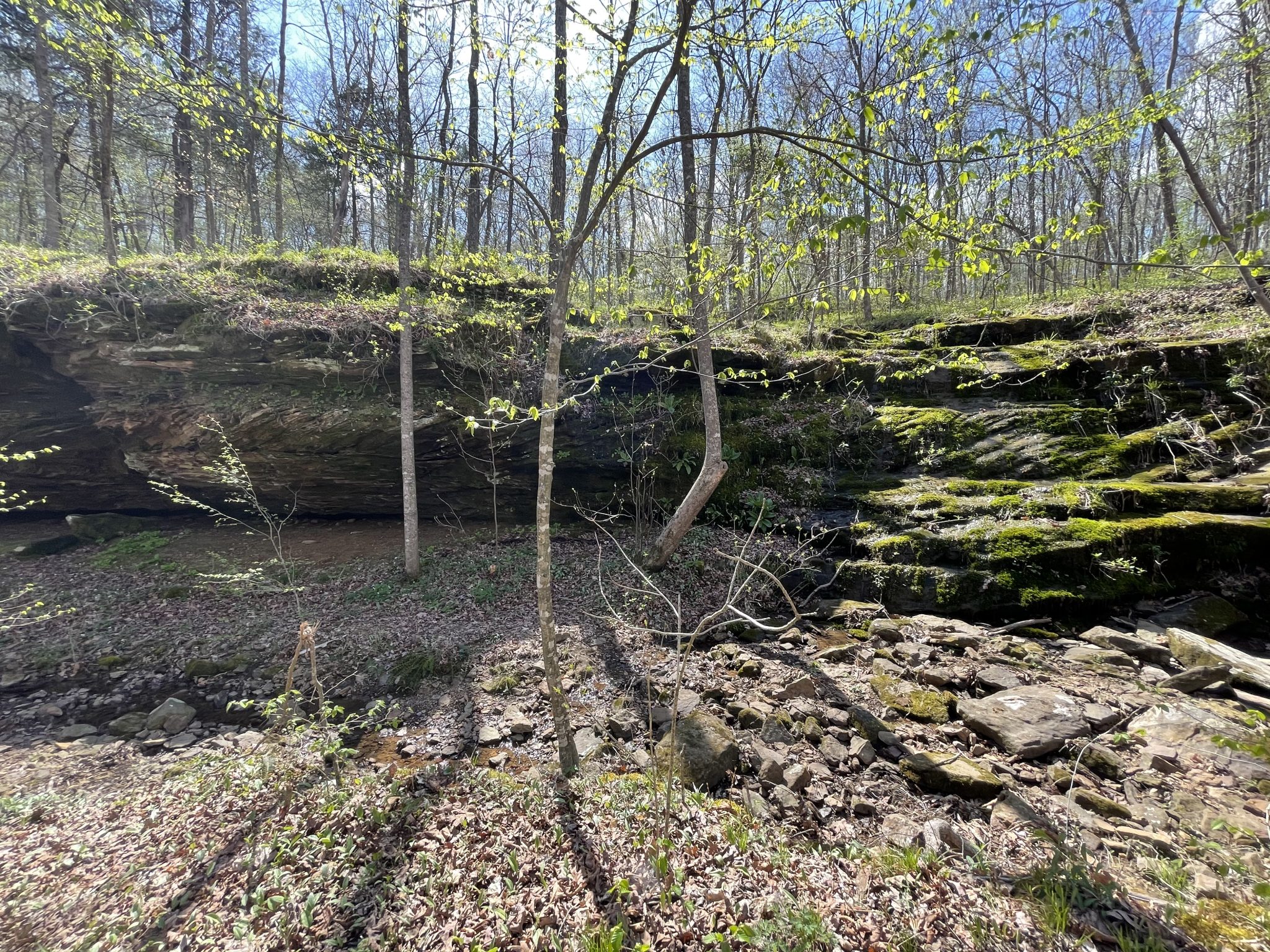Panther Den Wilderness - The Marvelous Camp