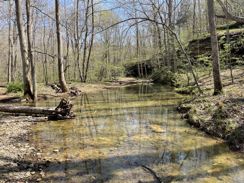 Panther Den Wilderness - The Marvelous Camp